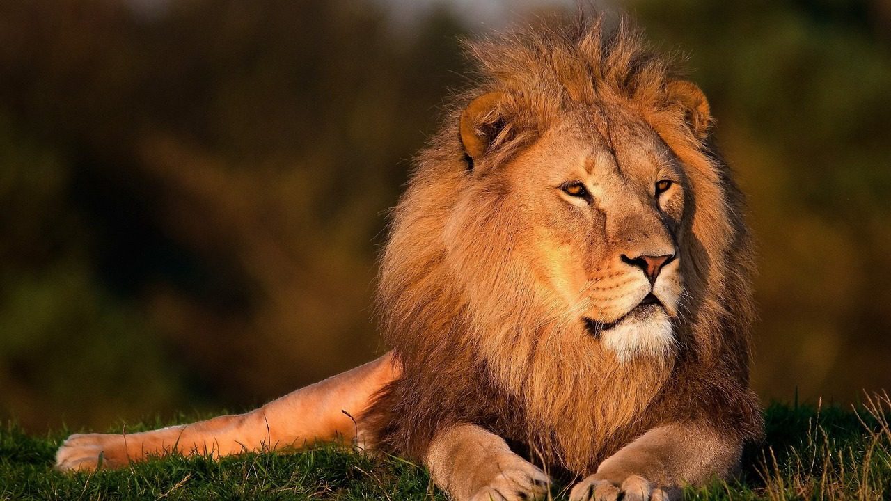 Smack talking yourself? Your brain thinks it's being attacked by a lion ...